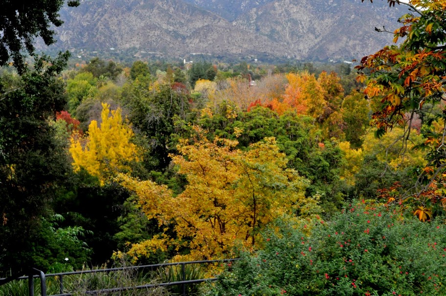 What a Difference a Day Makes – California Fall Color