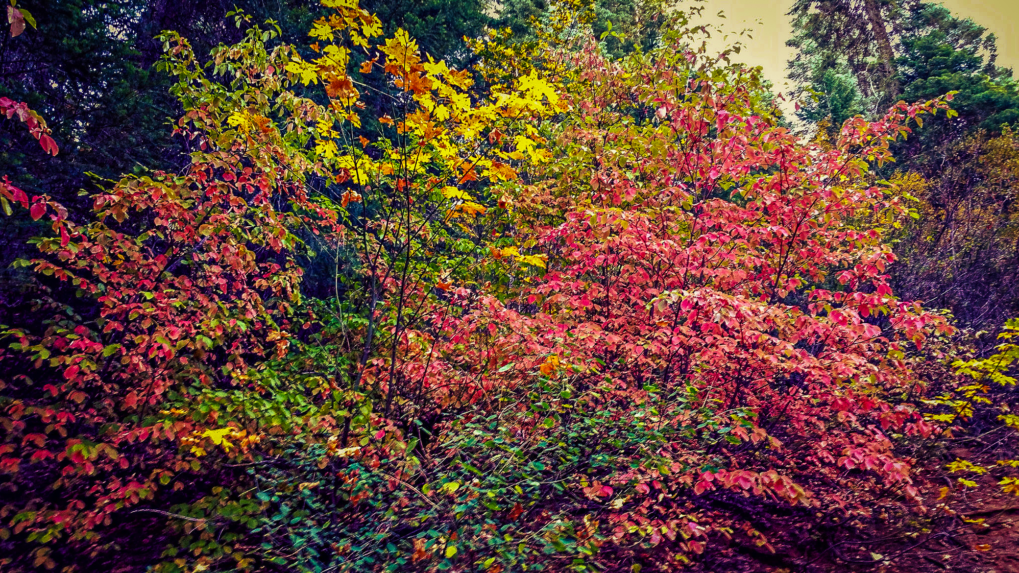 First Report: Coffee Creek Colors Up – California Fall Color