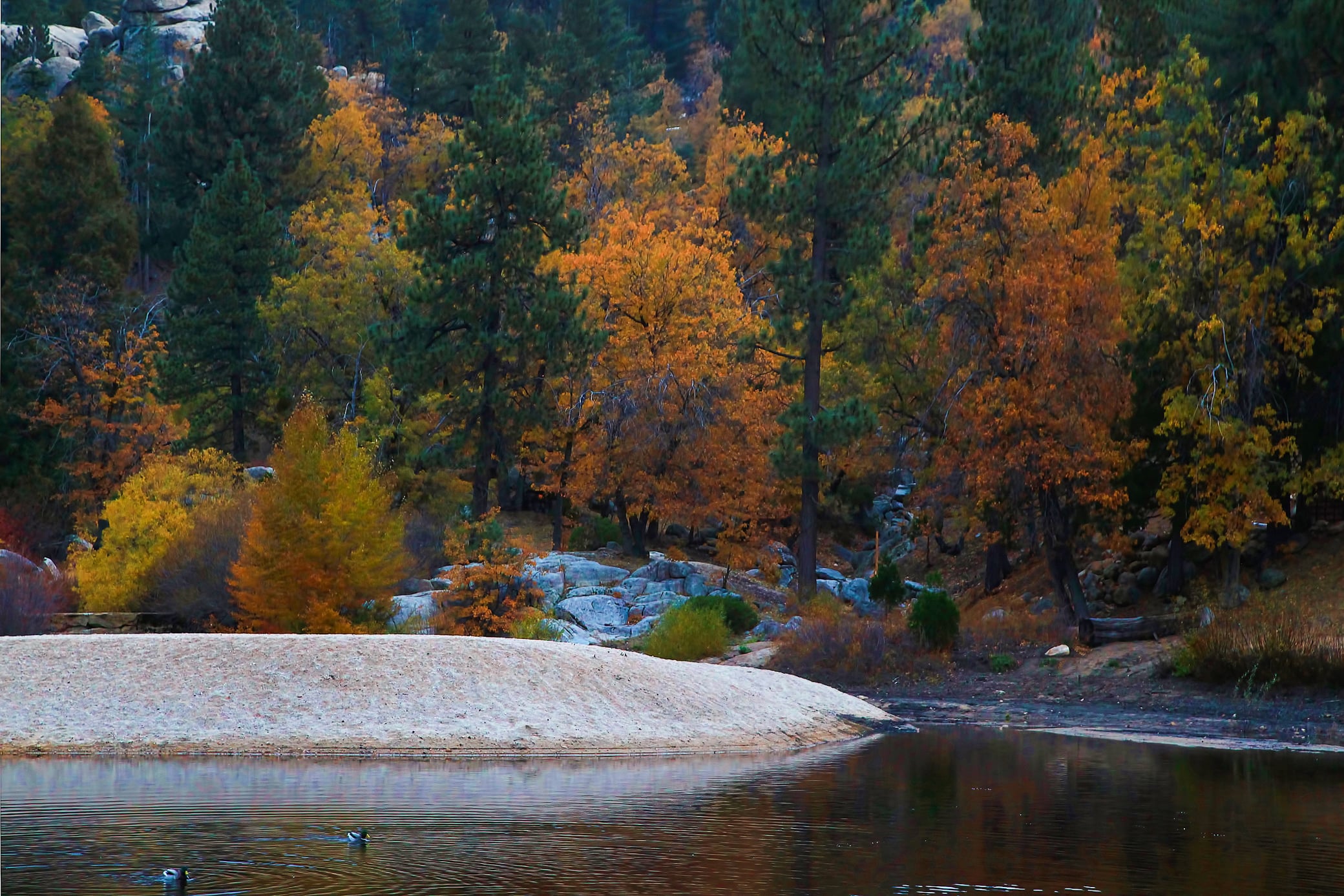 San Bernardino Mountains Near Peak – California Fall Color