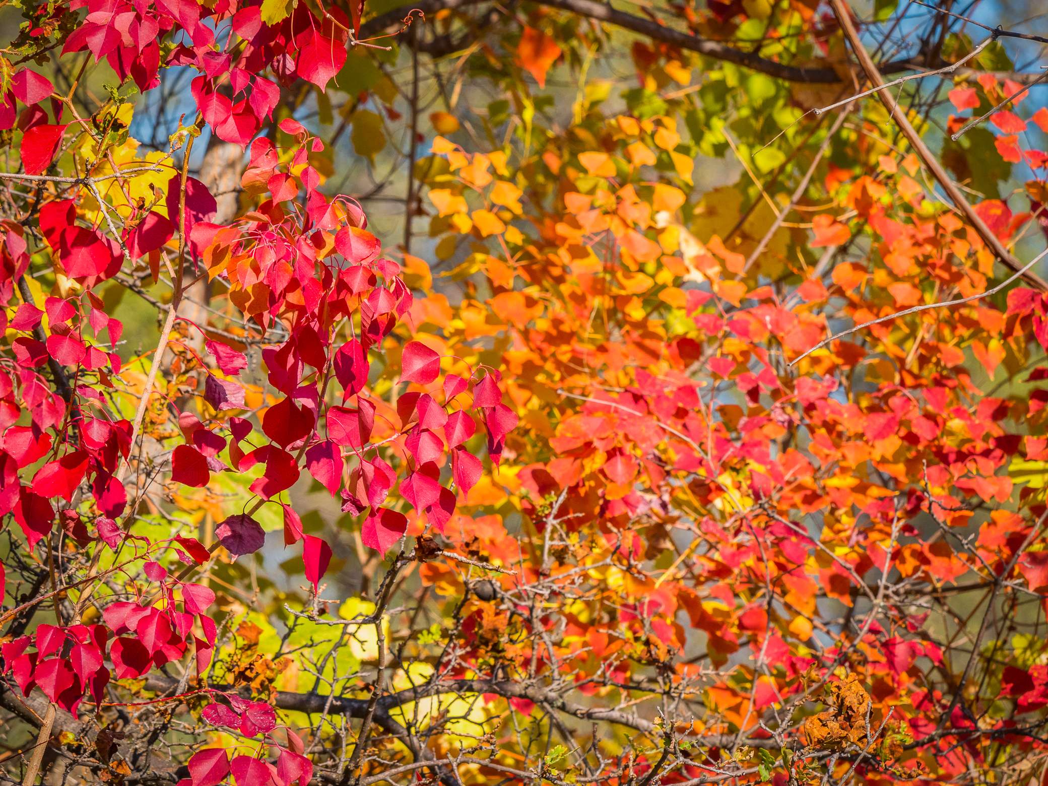 Redding Pops Along Its Accessible Trails – California Fall Color