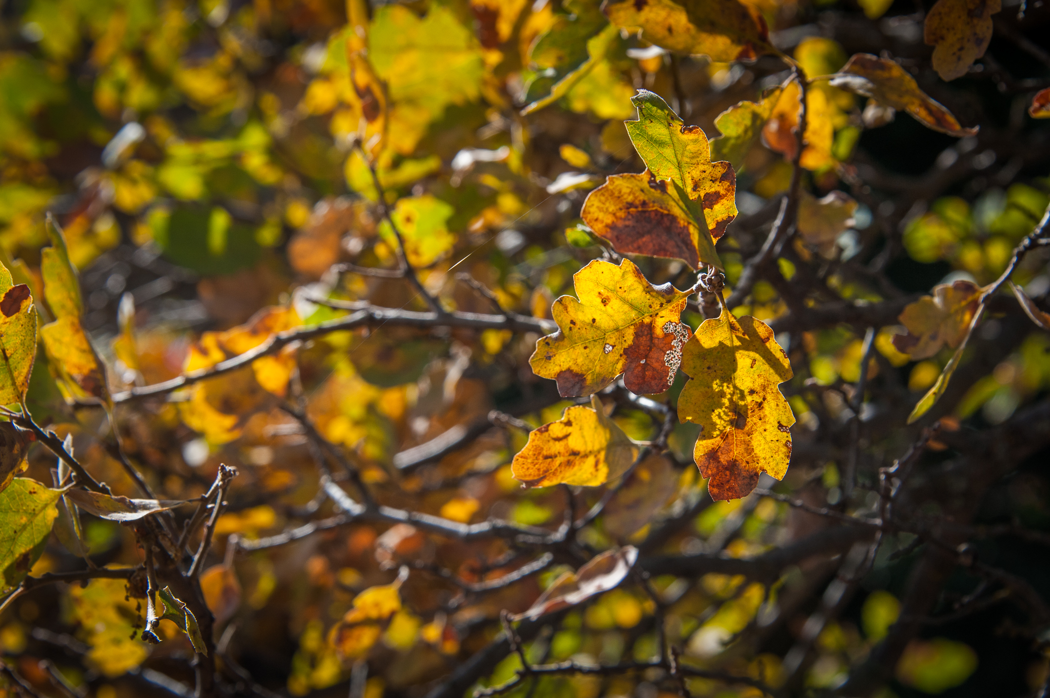 Postcard: Peak, Peak, Peak, Peak, Peak – California Fall Color