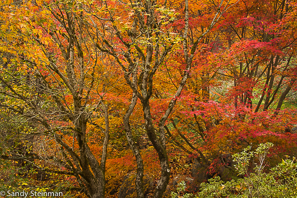 Berkeley: Where Bears Meet Beauty – California Fall Color