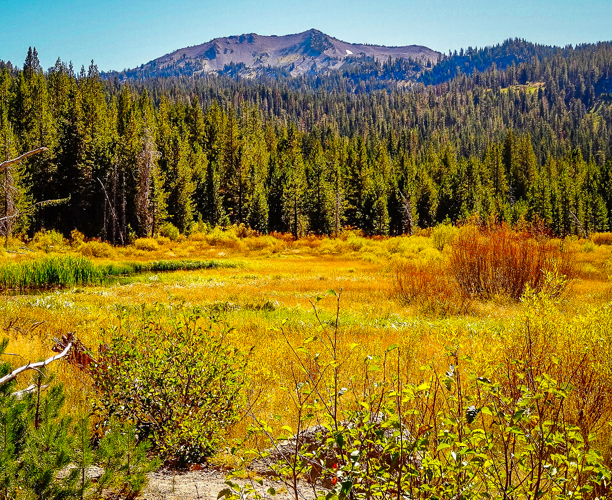 First Report: Hat Creek Meadow Peaks – California Fall Color