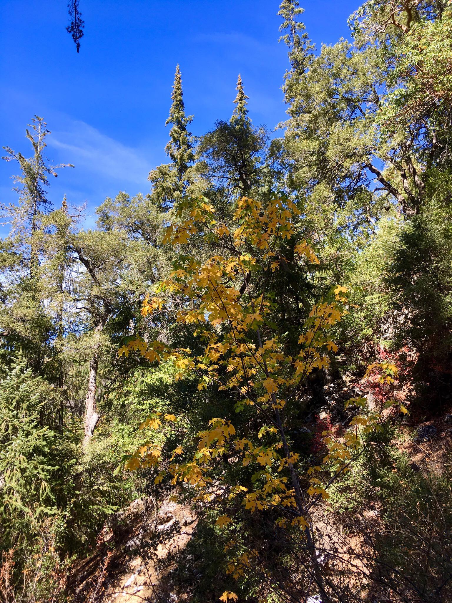 Ventana Wilderness / Big Sur – California Fall Color