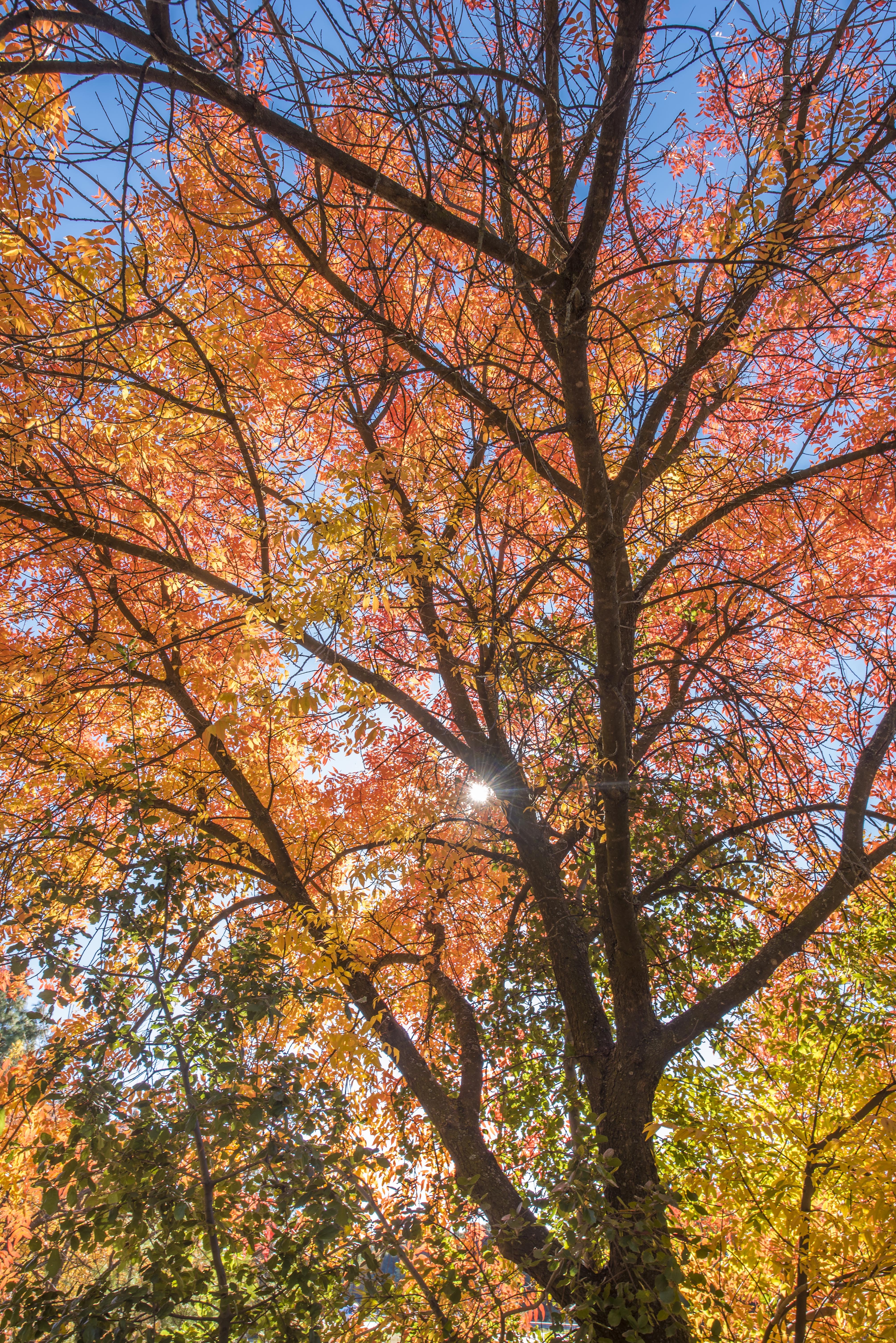 Orange Friday – California Fall Color
