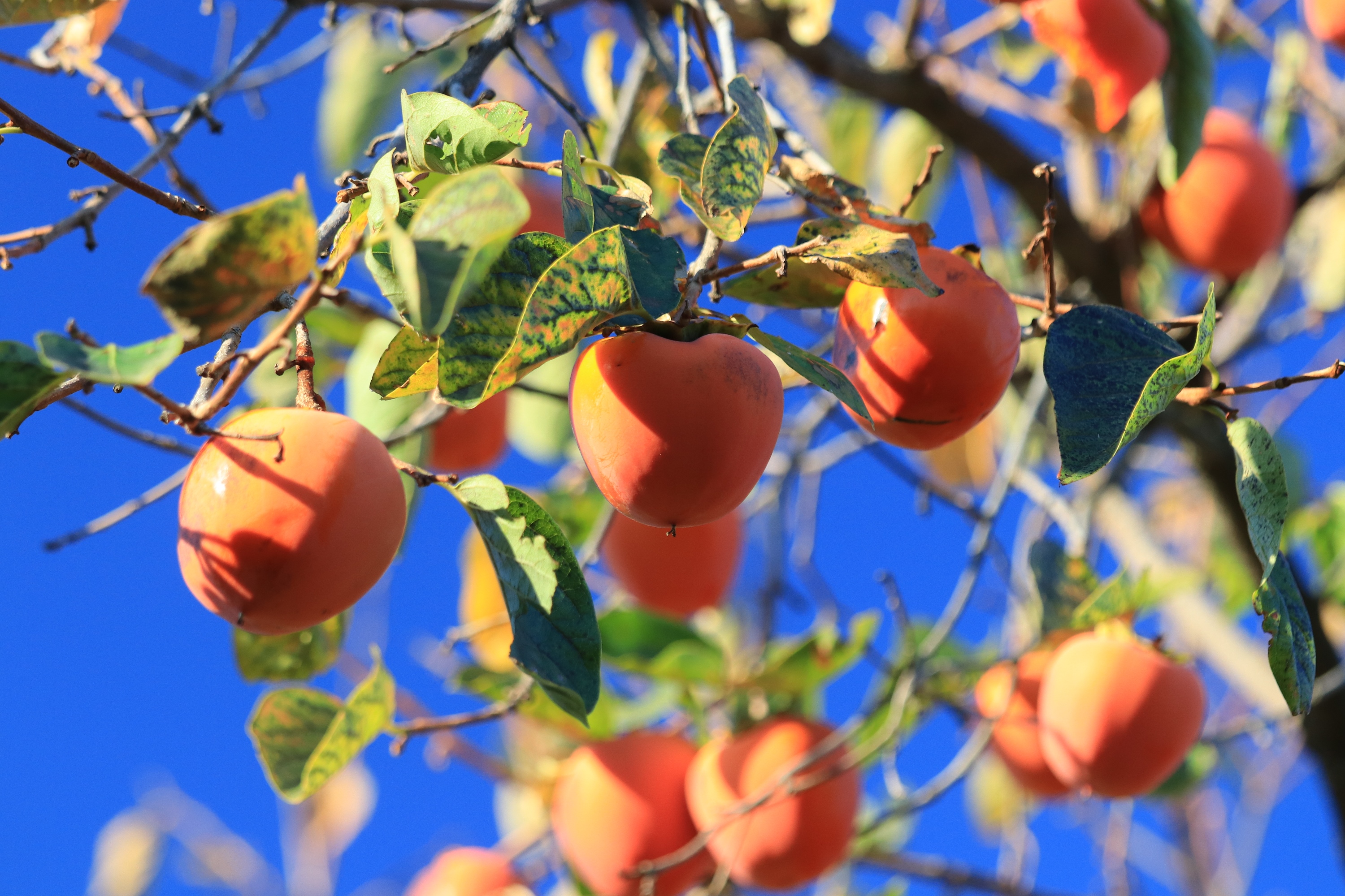 Color Along The Midway – California Fall Color