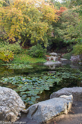 Mixed Display at UC Berkeley Botanical Garden – California Fall Color