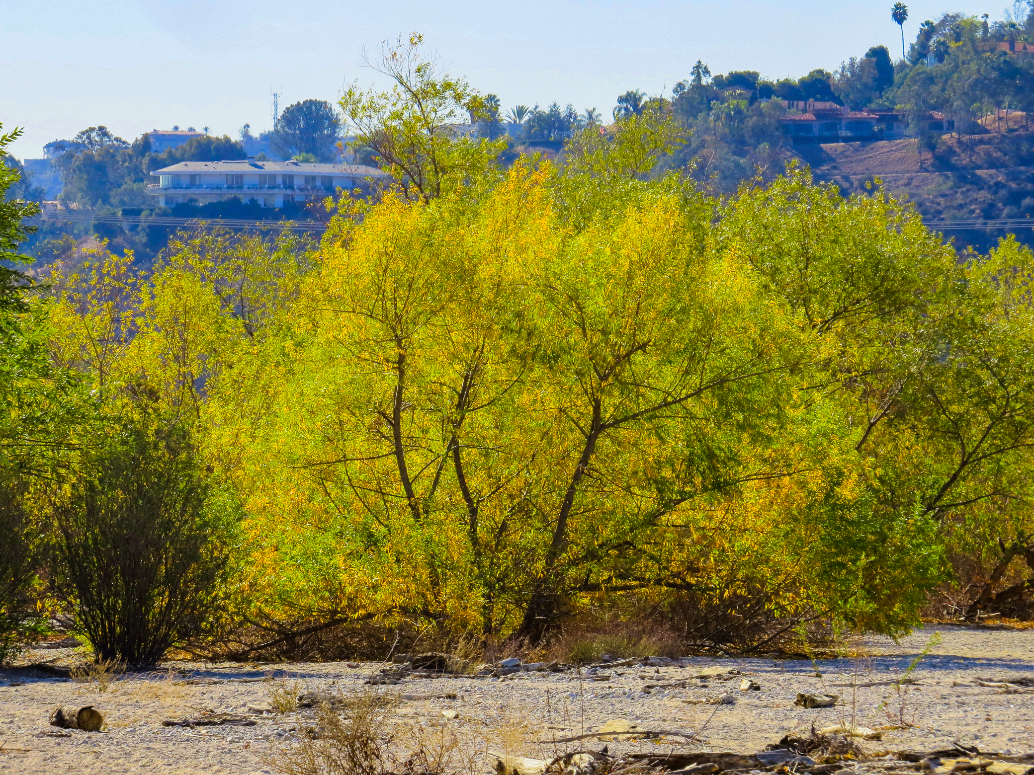 Three Season Peak – California Fall Color