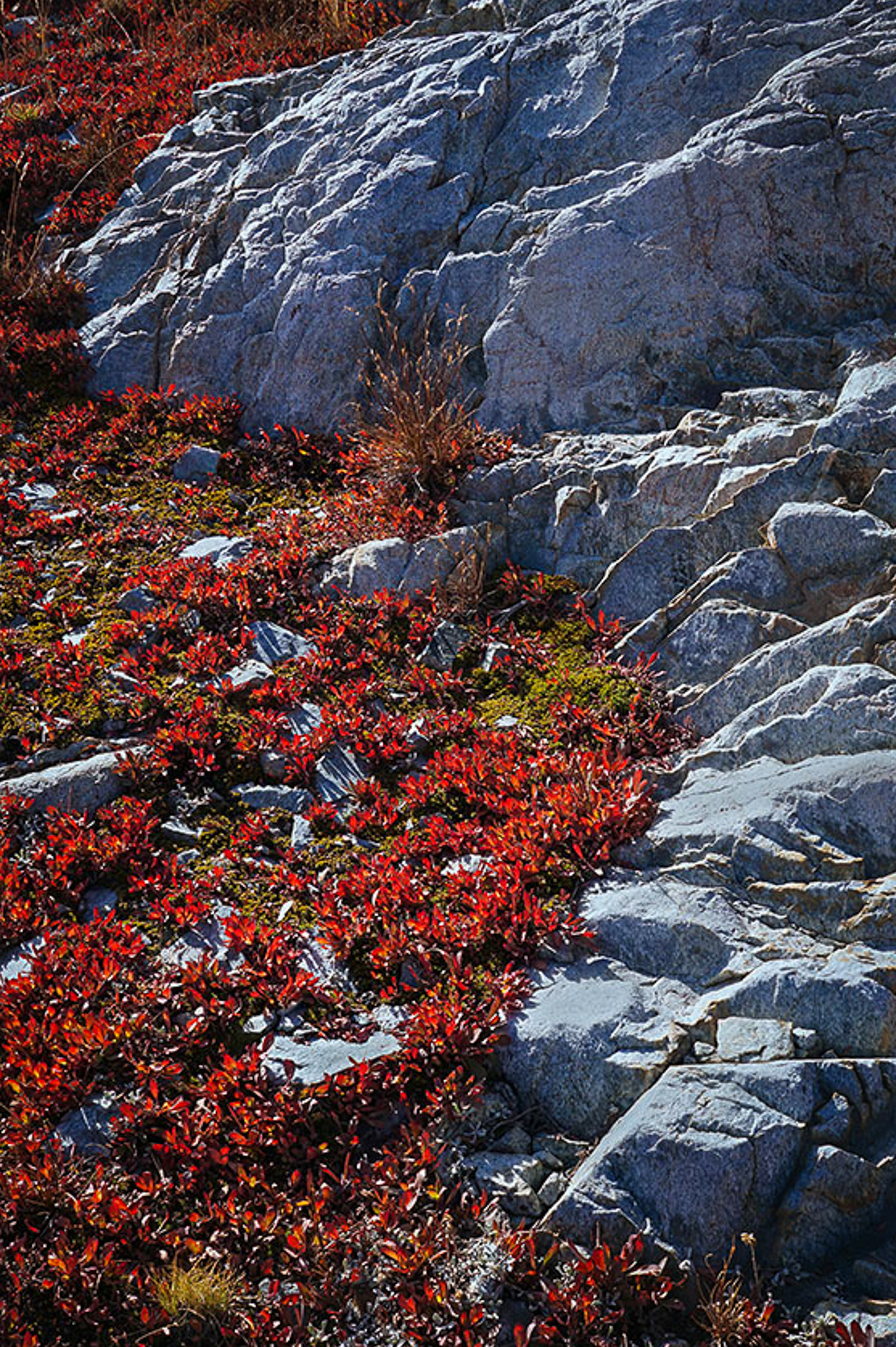 Seeing Red – California Fall Color