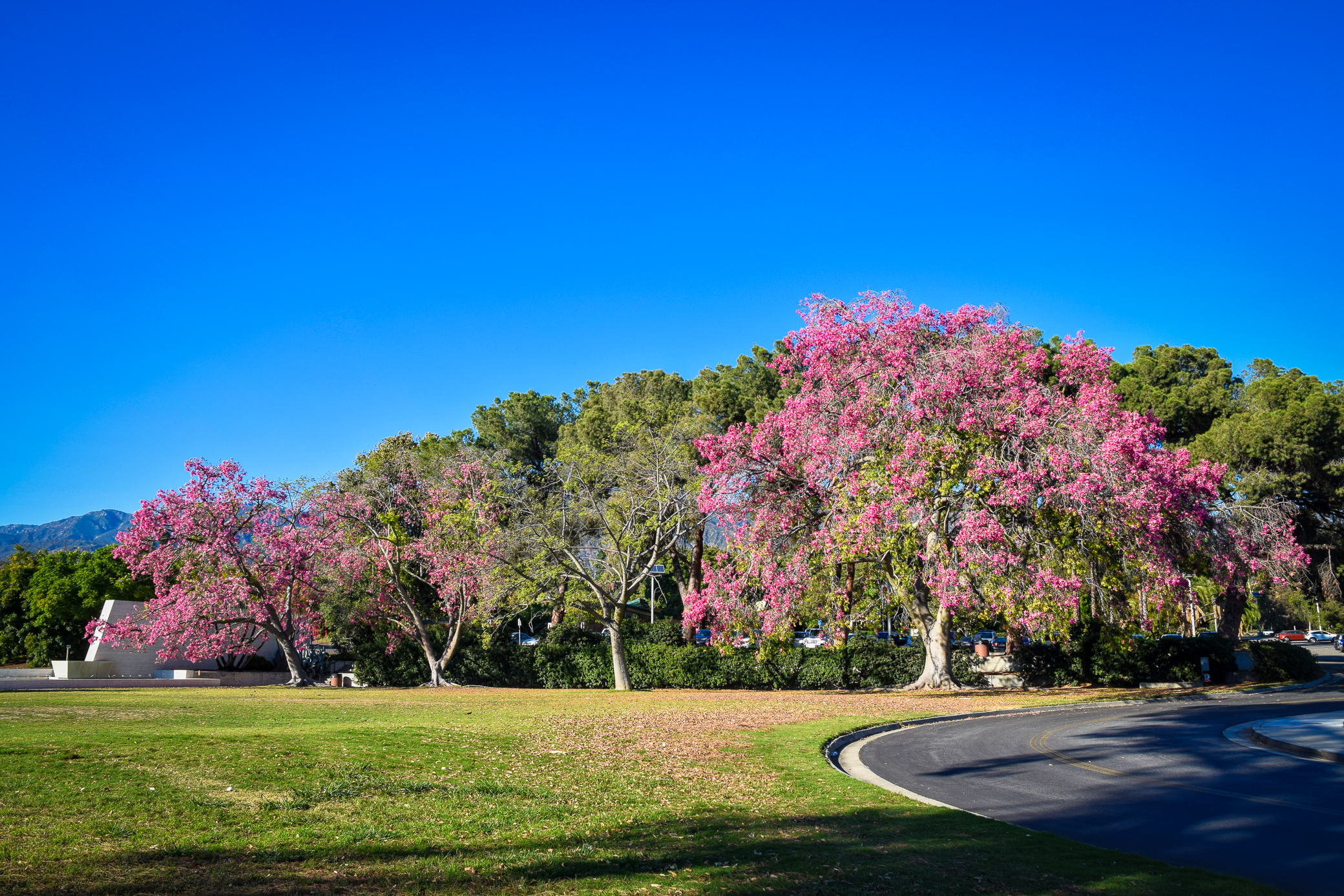 First Fleeting Colors of Fall – California Fall Color