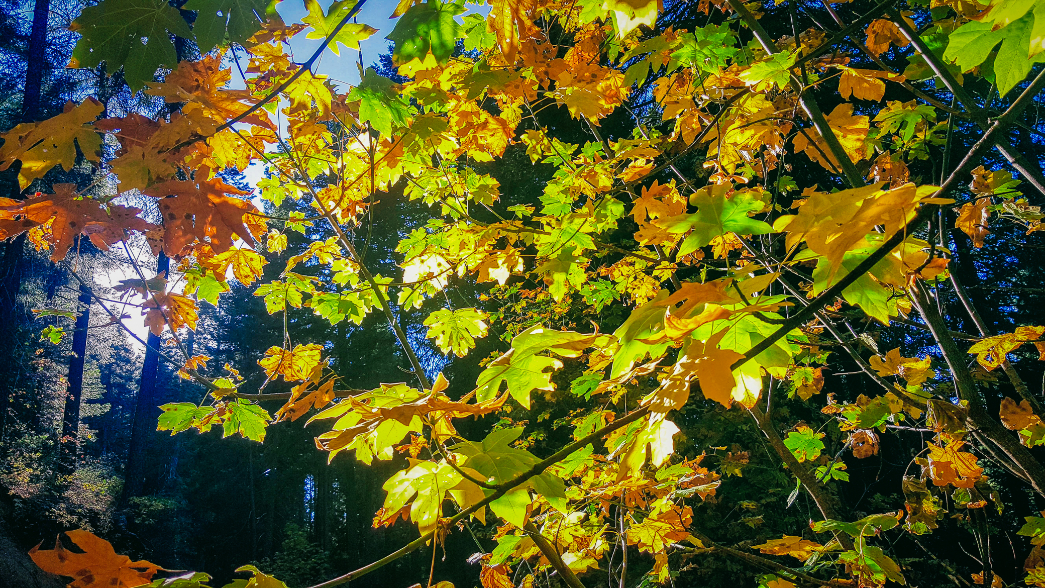 Road to Round Valley – California Fall Color