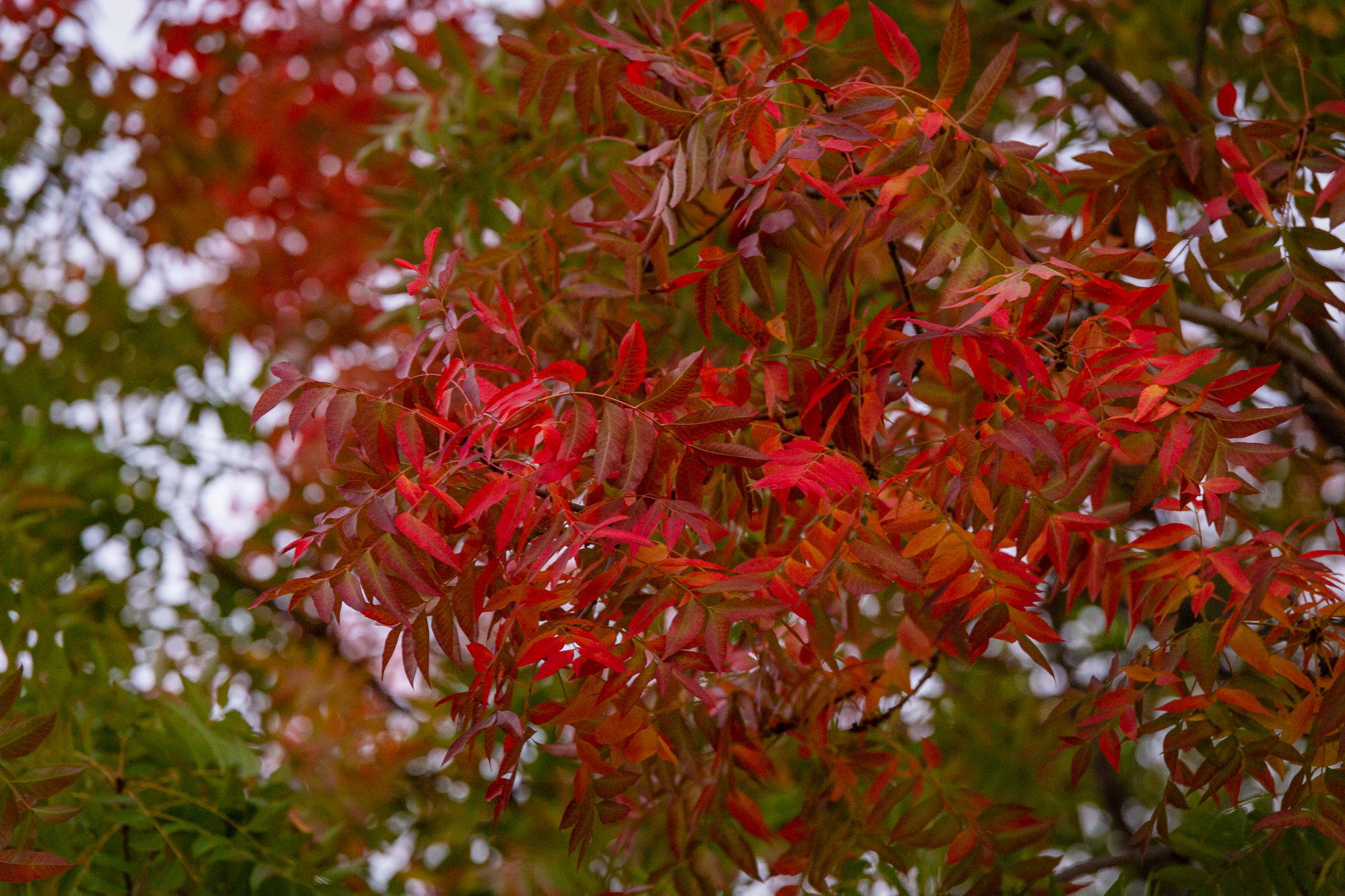 Redding Reddens – California Fall Color