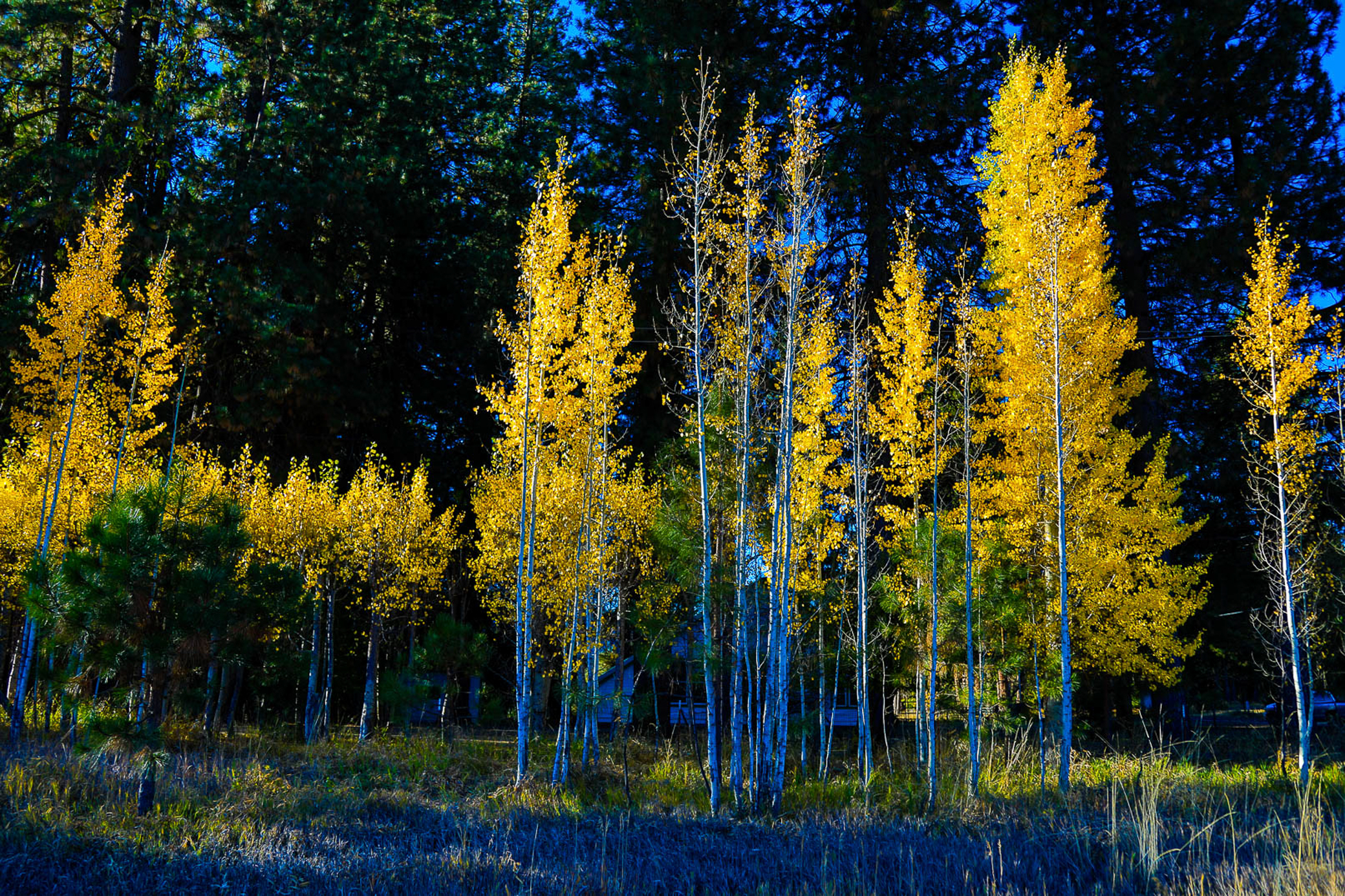 Meadow Valley Morn – California Fall Color