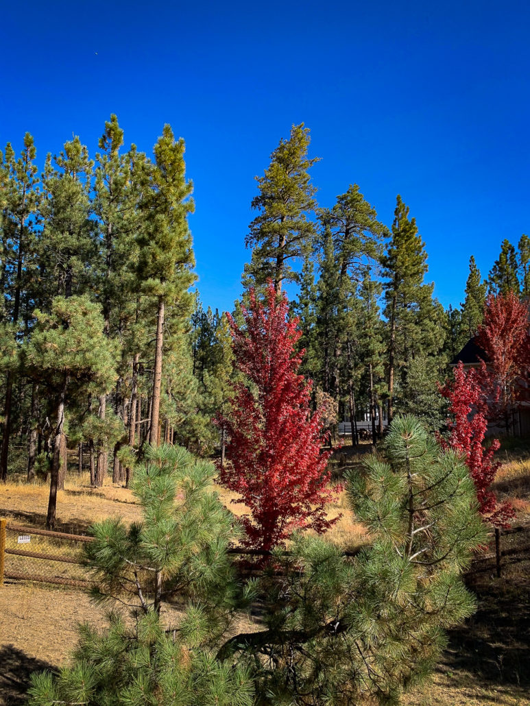 Big Bear Begins – California Fall Color