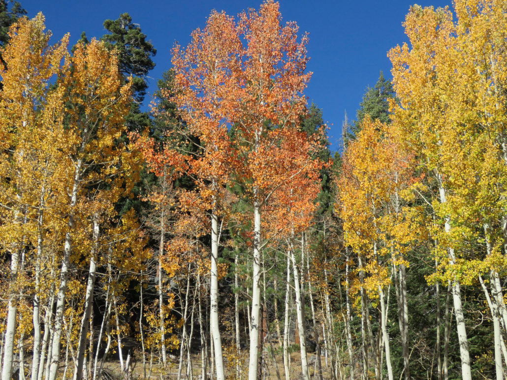 Tahoe’s Time – California Fall Color