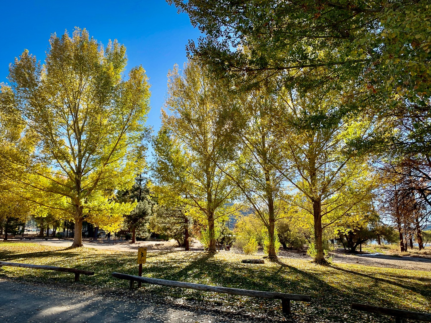 Camping in the Cottonwoods – California Fall Color