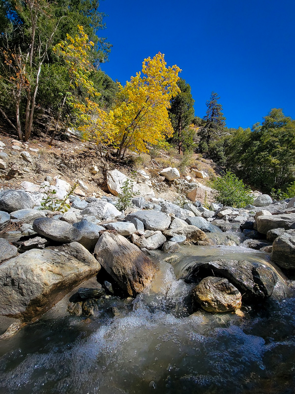 Forest Falls – California Fall Color