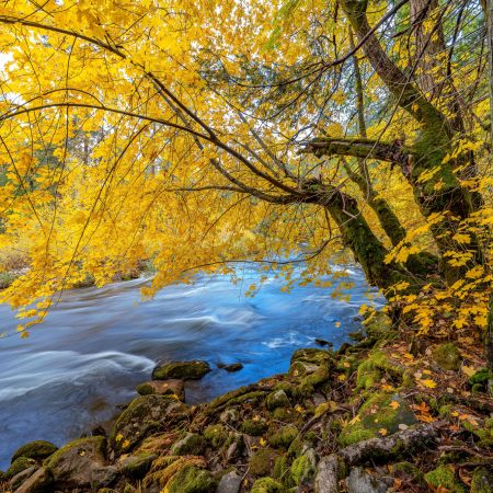 America The Beautiful – California Fall Color