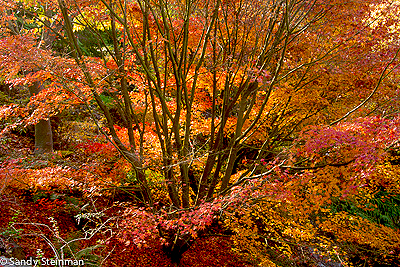 California Fall Color – Dude, autumn happens here too.