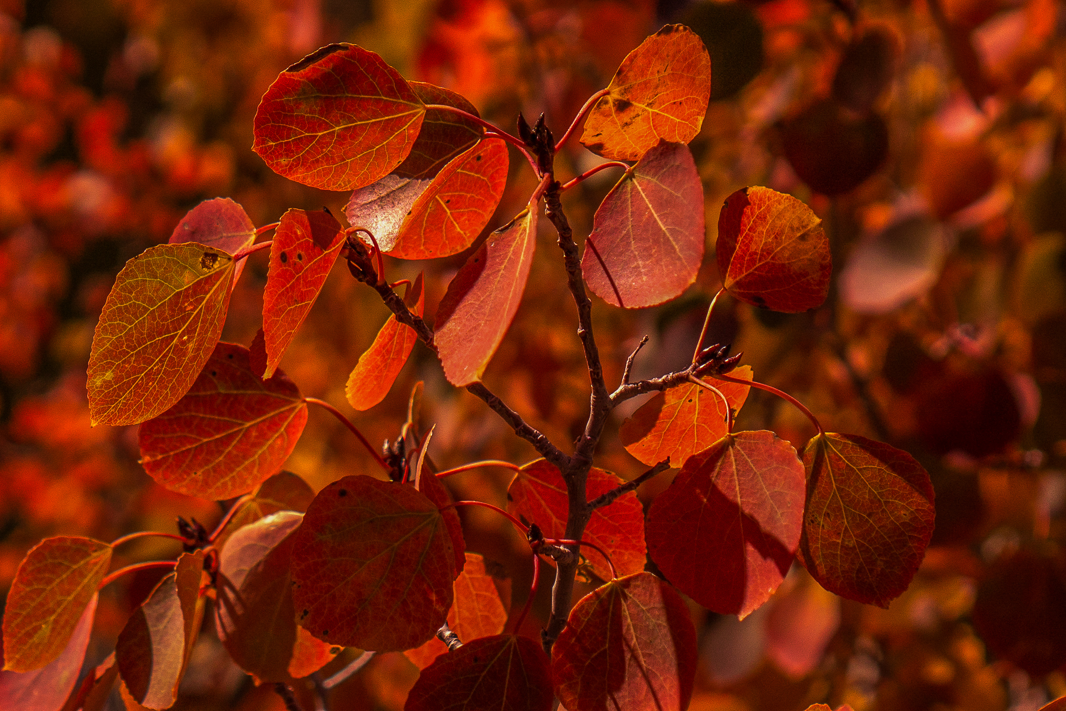 Color of the Week: Red – California Fall Color